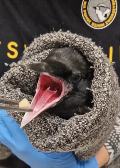 Podlot gawrona nie należy do najcichszych i najłatwiejszych pacjentów ...